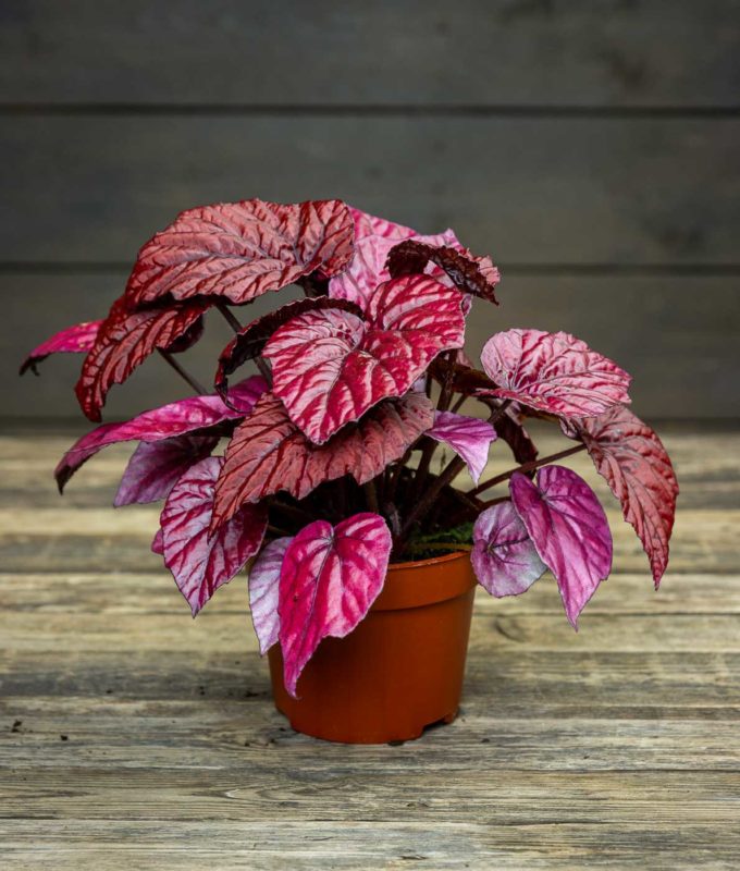 Begonia Inca Flame - Pukinmäen puutarha