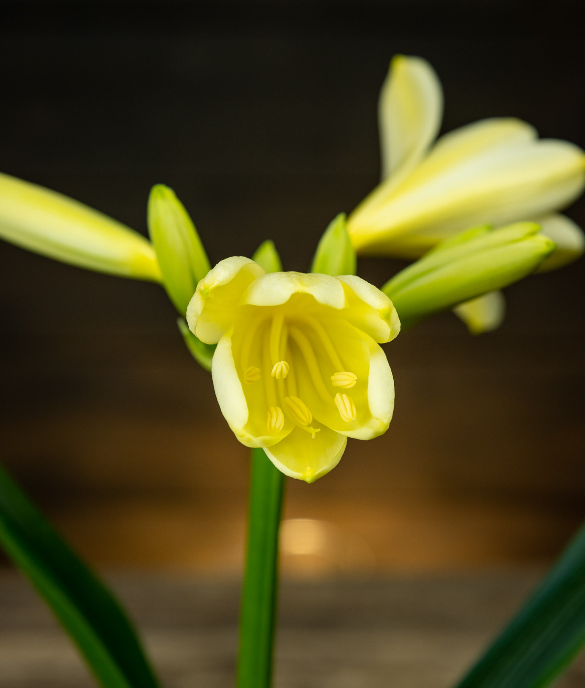 Kliivia Citrina - Pukinmäen puutarha