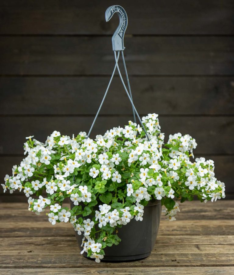 Lumihiutale-Amppeli, Valkoinen - Pukinmäen puutarha