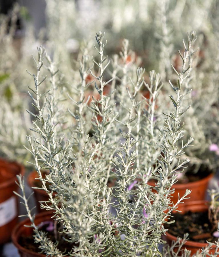 Curry-Yrtti Dwarf - Pukinmäen puutarha