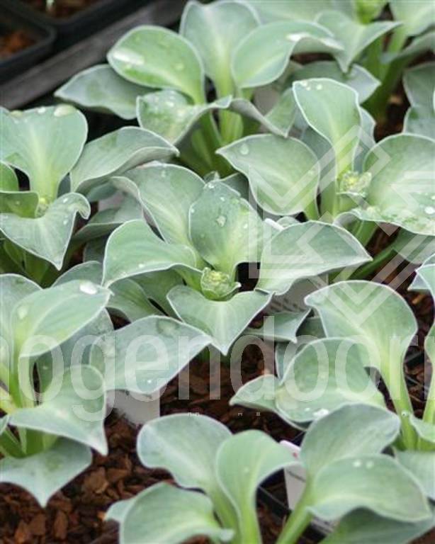 Miniatyyrikuunlilja Blue Mouse Ears - Pukinmäen puutarha