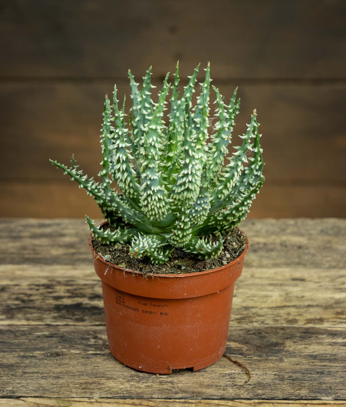 Aloe Shark - Pukinmäen puutarha