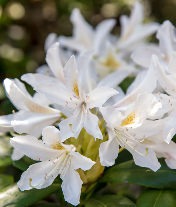 Alppiruusu Cunningham's White - Pukinmäen puutarha