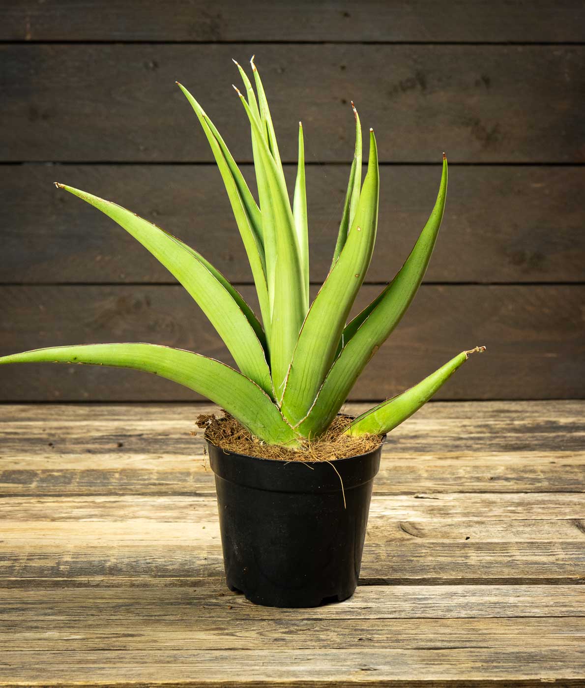 Anopinkieli Silver Syreni - Pukinmäen puutarha