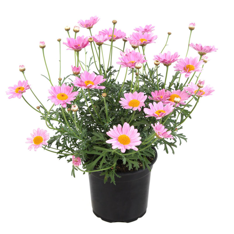 Marketta Simba Pink With Eye® Pikkutaimi - Pukinmäen puutarha