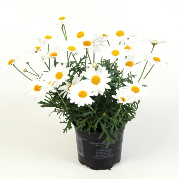 Marketta Simba White® Pikkutaimi - Pukinmäen puutarha