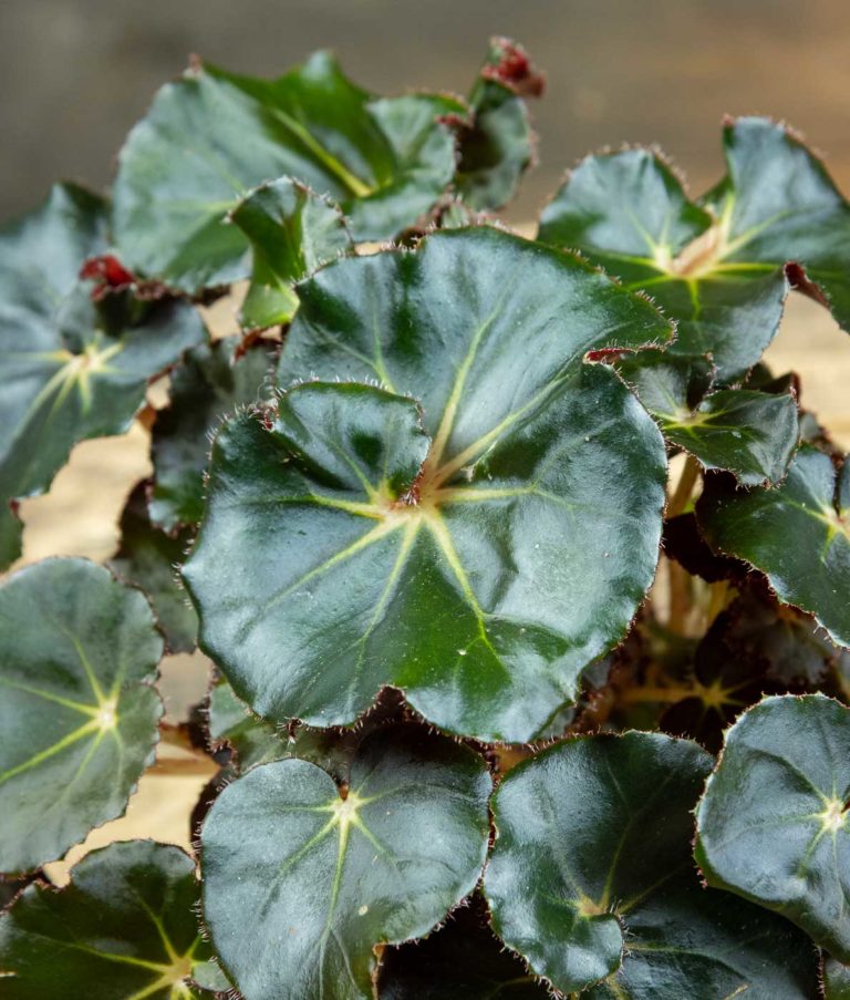 Lehtibegonia Black Jungle - Pukinmäen puutarha