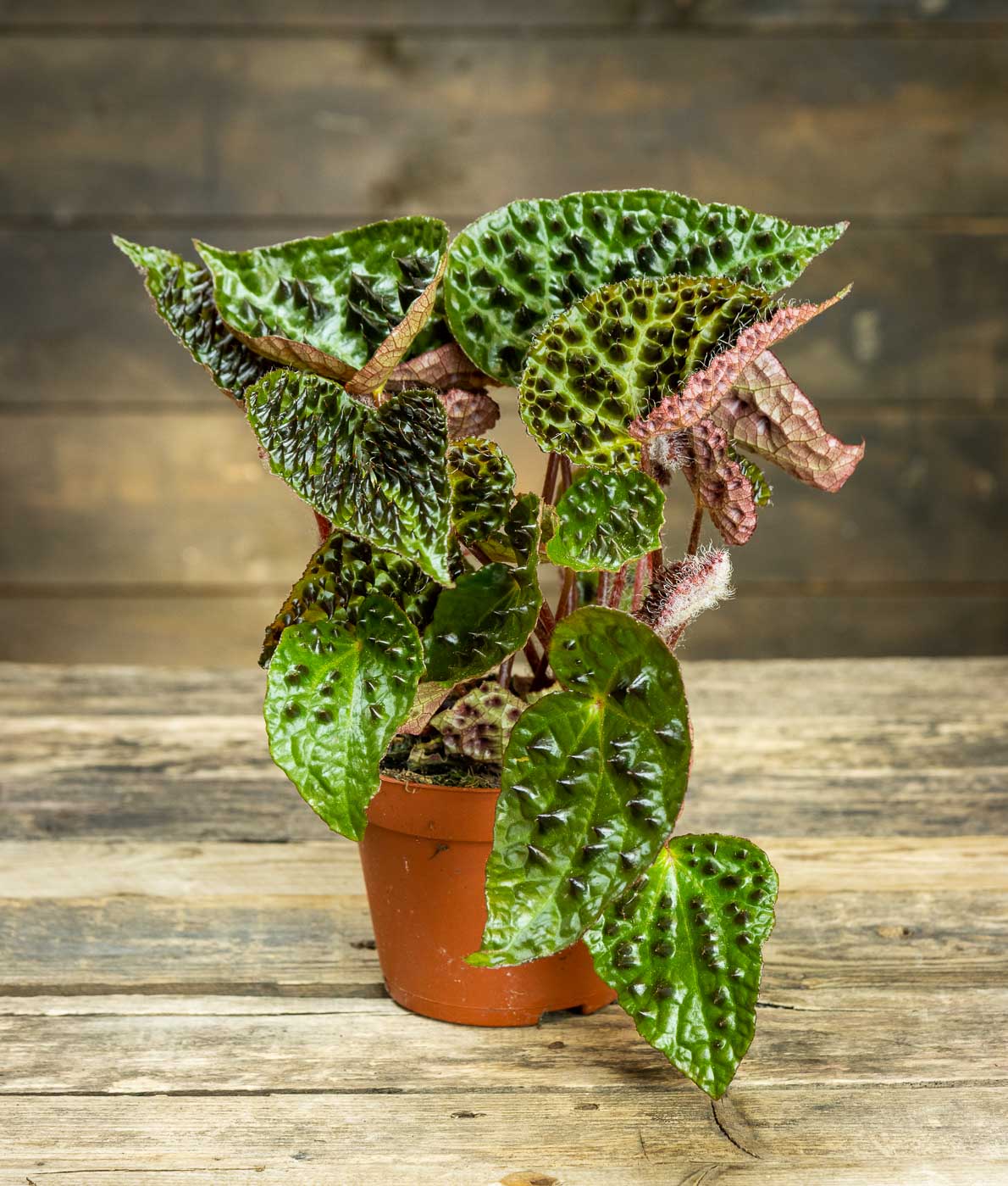 Begonia Ferox - Pukinmäen puutarha
