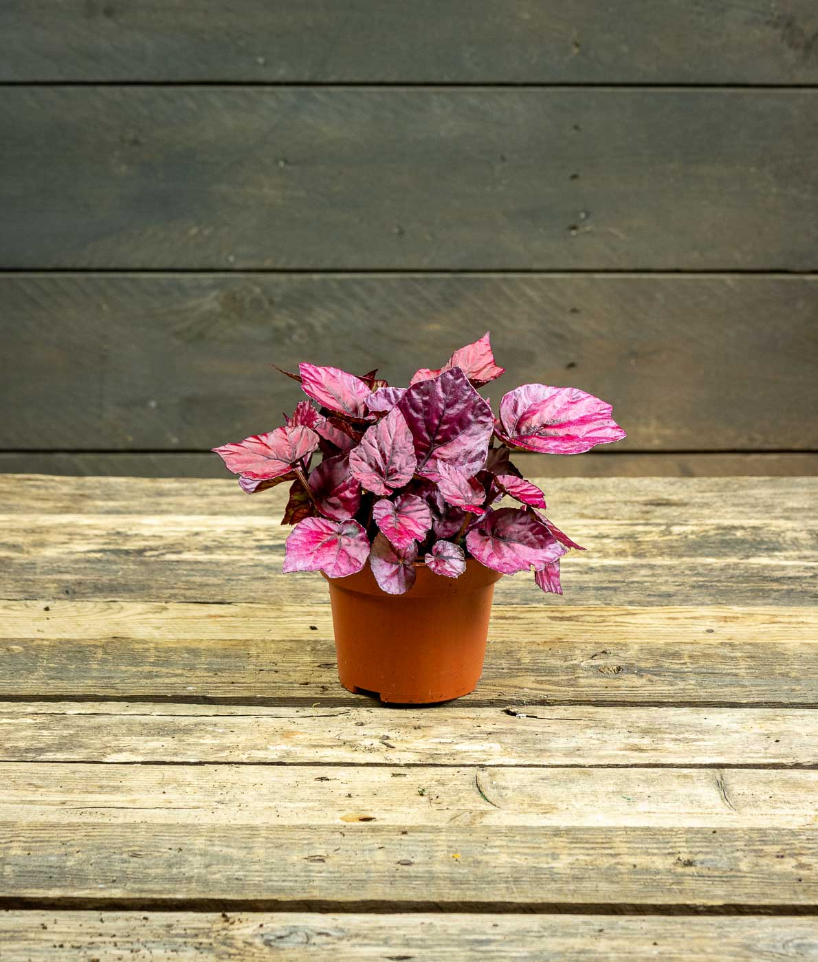 Begonia Inca Flame - Pukinmäen puutarha
