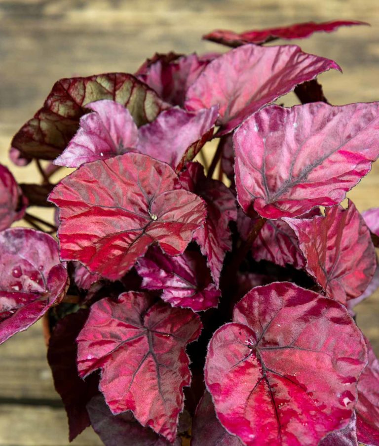 Begonia Inca Flame - Pukinmäen puutarha