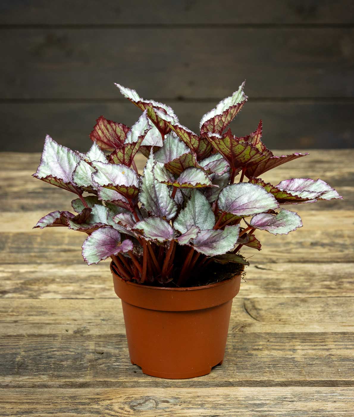 Begonia Maori Haze - Pukinmäen puutarha