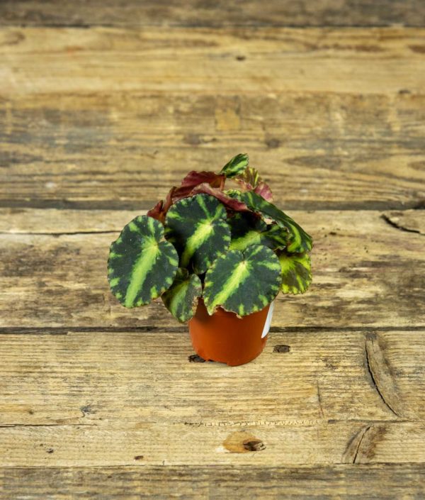 Begonia Cleopatrae - Pukinmäen puutarha