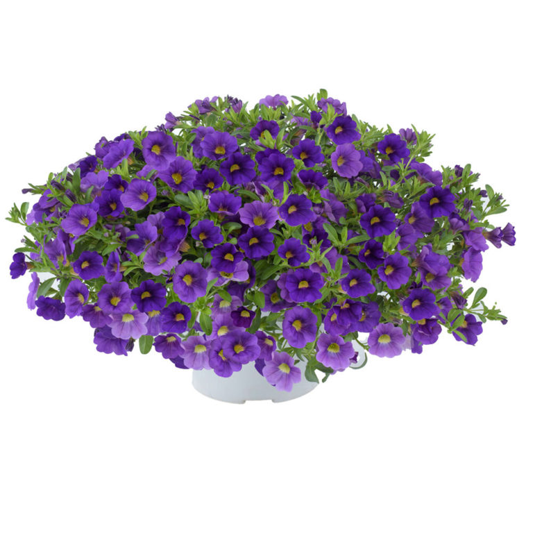 Pikkupetunia Lia Blue℗ Pikkutaimi - Pukinmäen puutarha