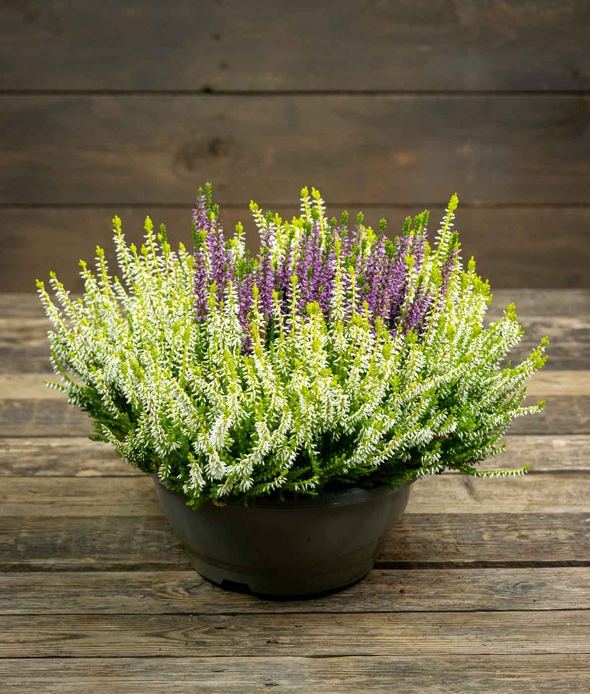 Calluna Beauty Ladies Color Crown - Pukinmäen puutarha