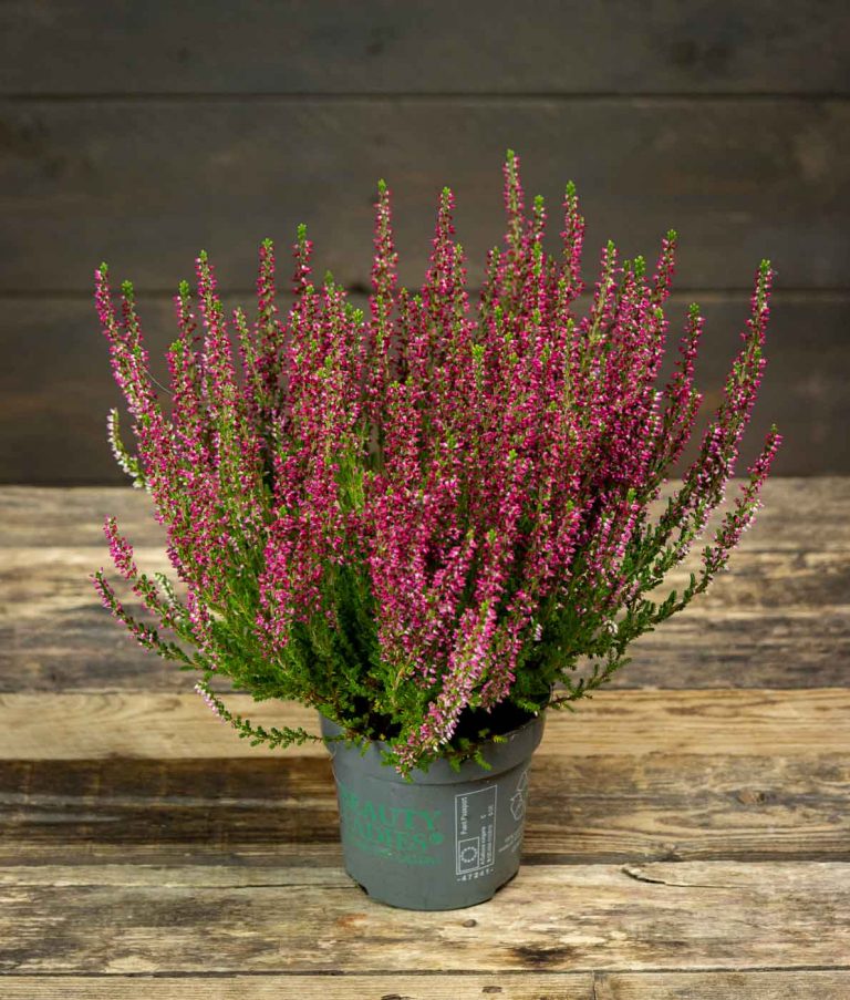 Calluna Beauty Ladies - Pukinmäen puutarha