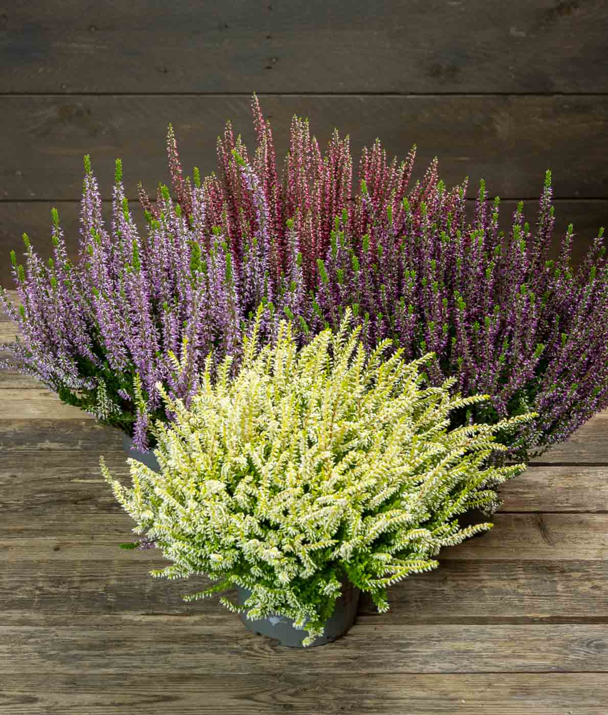 Calluna Beauty Ladies lajitelma - Pukinmäen puutarha