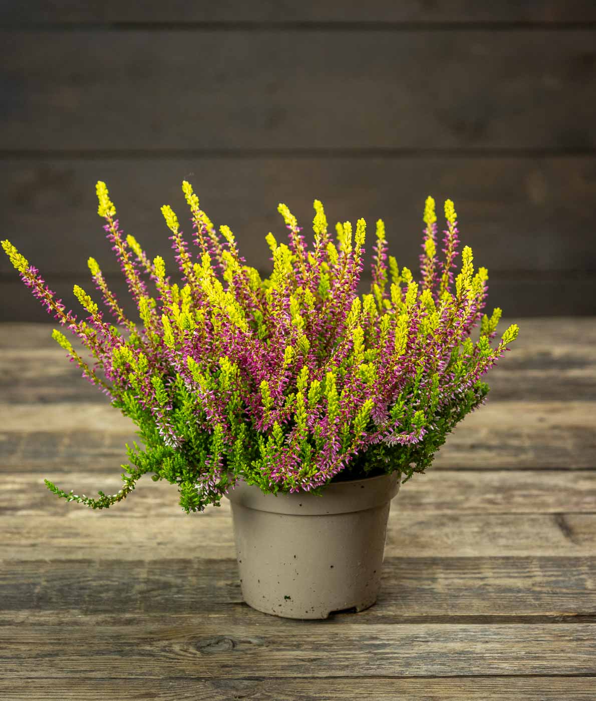 Calluna Garden Girls - Pukinmäen puutarha