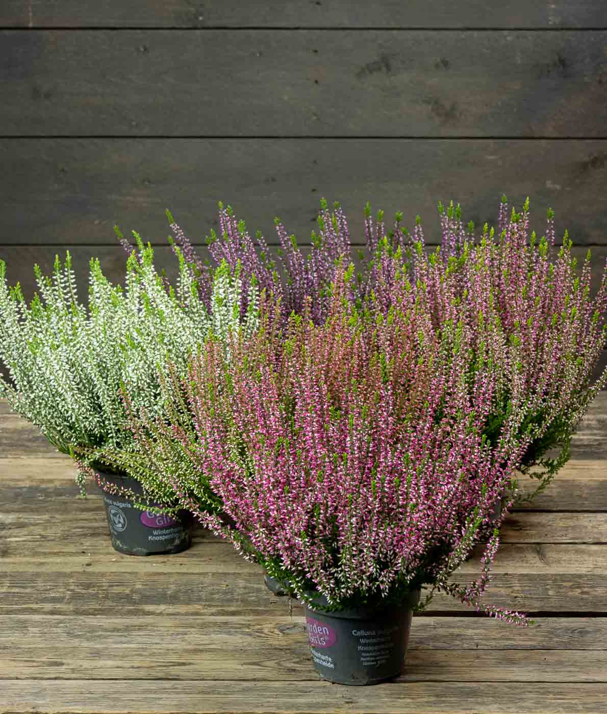 Calluna Garden Girls R11 - Pukinmäen puutarha