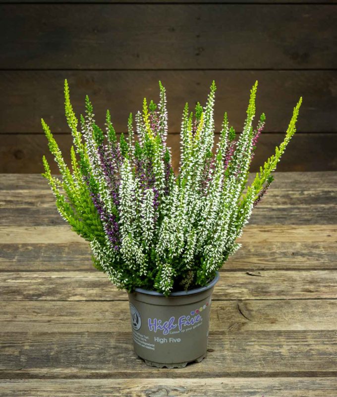 Calluna High Five - Pukinmäen puutarha
