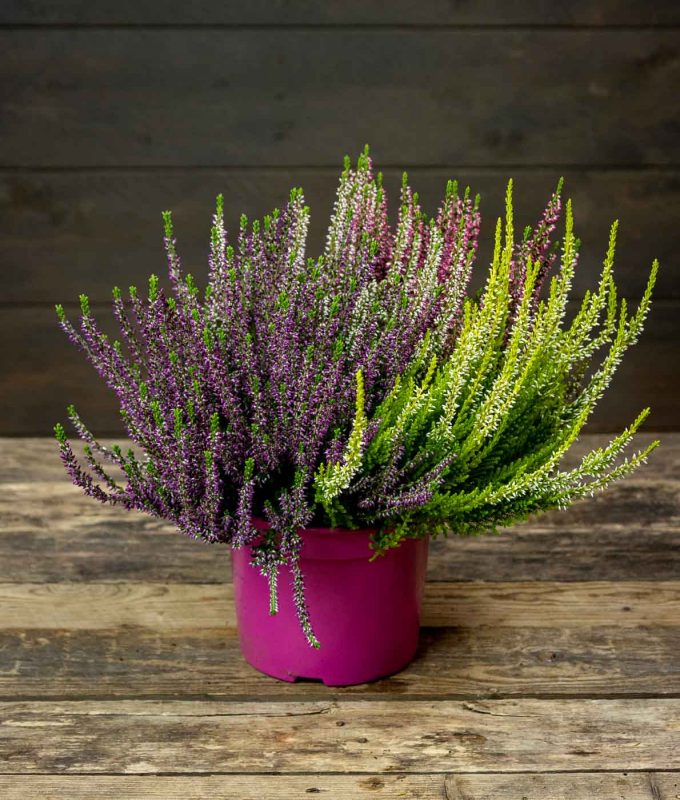 Calluna-Kanerva High Five - Pukinmäen puutarha