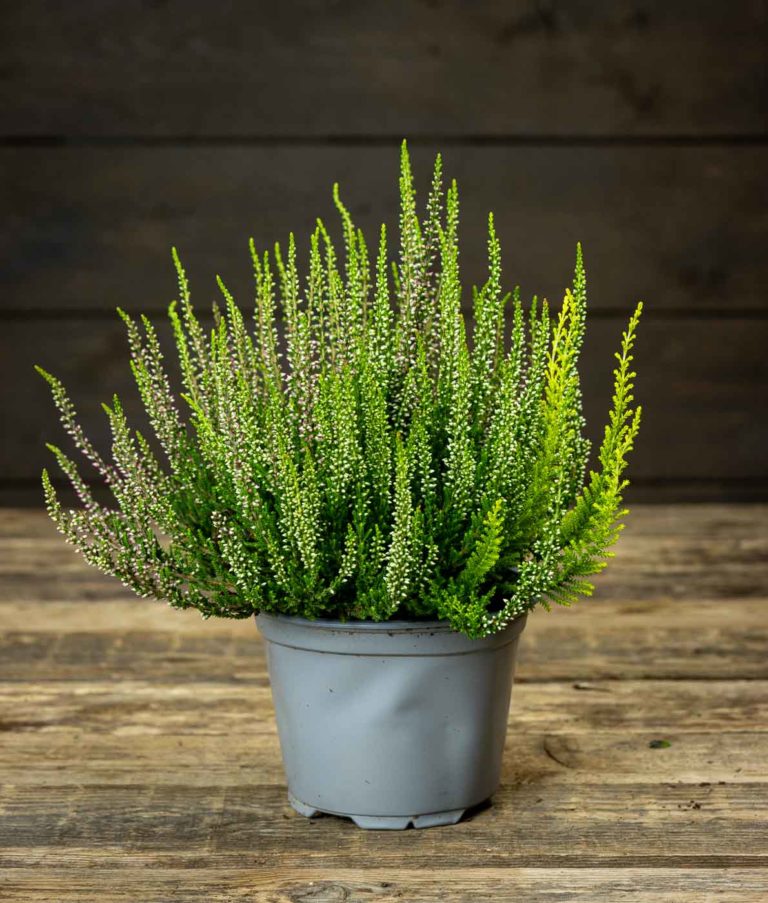 Calluna Nova Trio - Pukinmäen puutarha