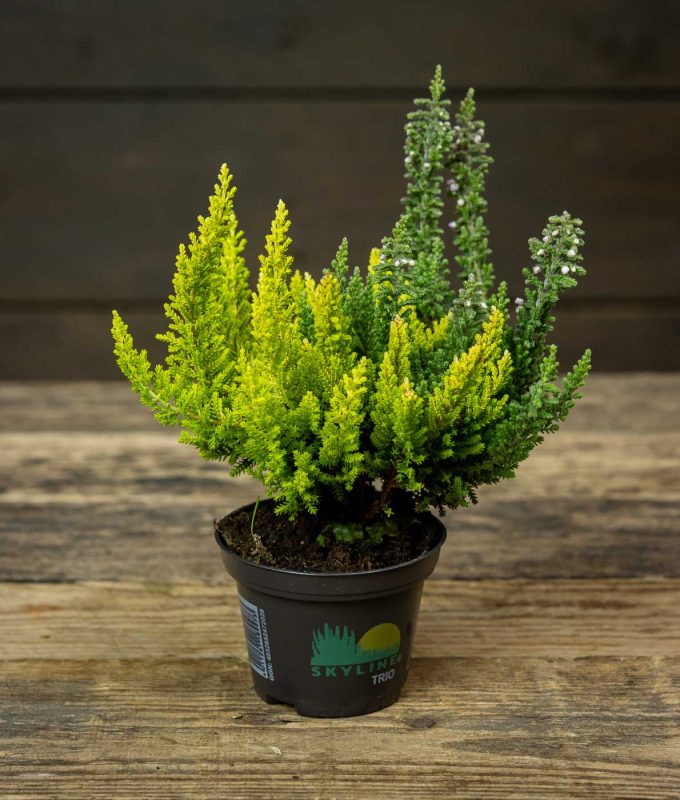 Calluna Skyline R6 - Pukinmäen puutarha