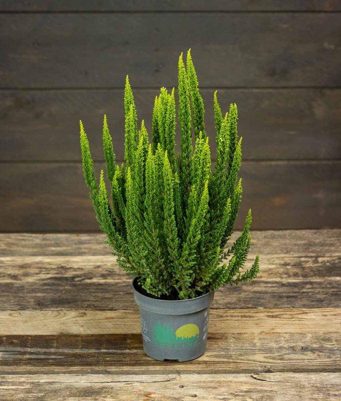 Calluna Skyline R11 - Pukinmäen puutarha