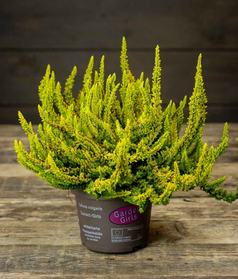 Calluna Sunset-Girls - Pukinmäen puutarha
