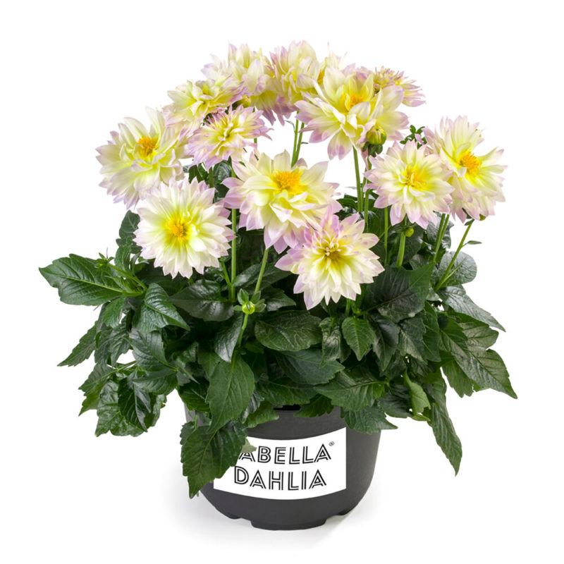 Daalia Labella® Maggiore Fun Pastel℗ Pikkutaimi - Pukinmäen puutarha
