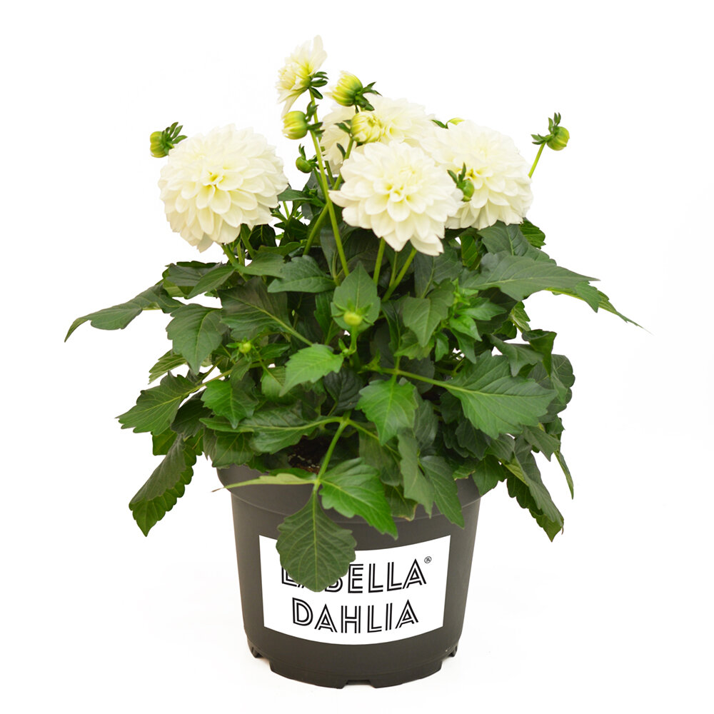 Daalia Labella® Maggiore White℗ Pikkutaimi - Pukinmäen puutarha