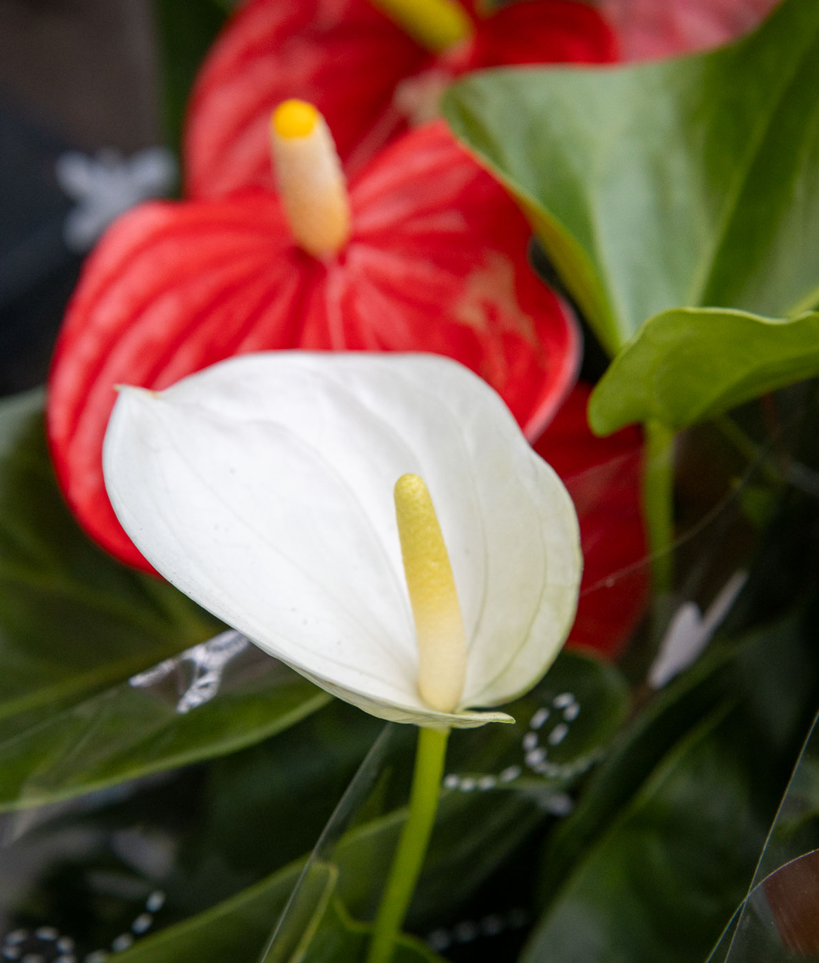 Flamingokukka Värilajitelma - Pukinmäen puutarha