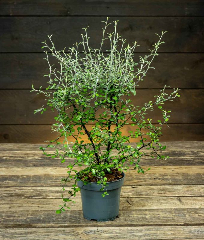 Korokia Maori Silver - Pukinmäen puutarha