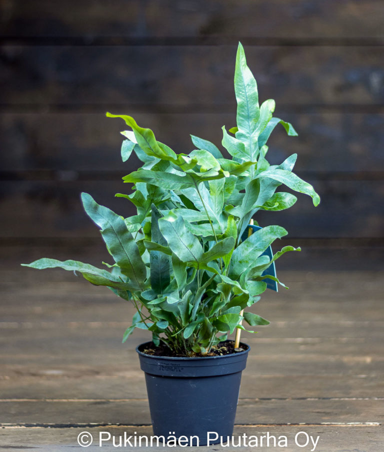 Kultaimarre - Pukinmäen puutarha