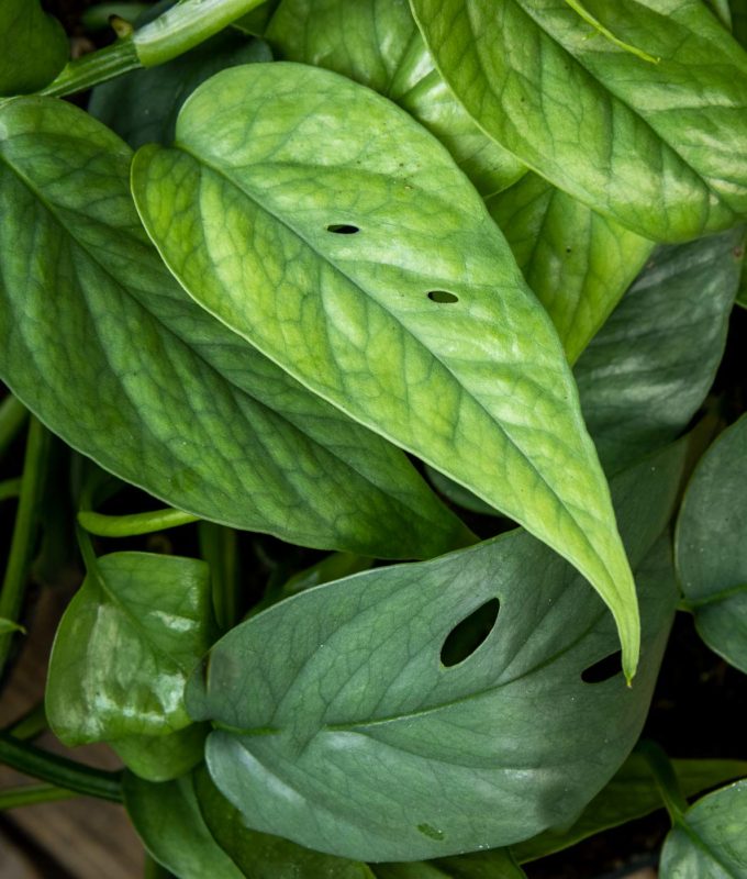 Kultaköynnös Cebu Blue - Pukinmäen puutarha