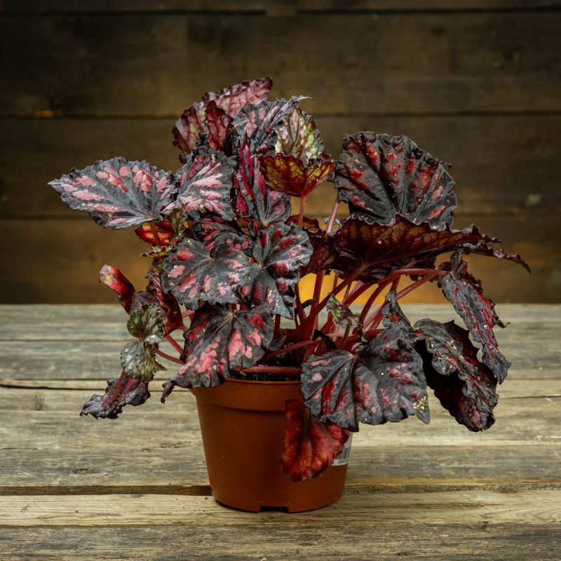 Kuningasbegonia Etna - Pukinmäen puutarha