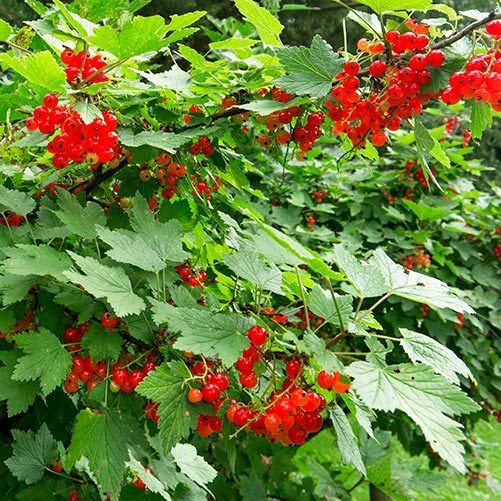 Marjapensaat - Pukinmäen puutarha