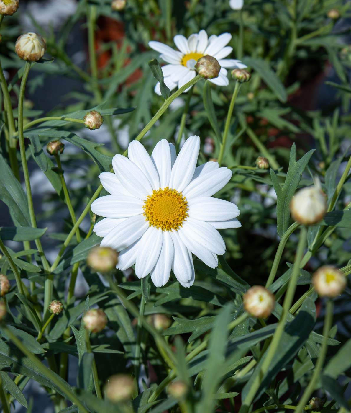 Marketta Valkoinen Xl R14 - Pukinmäen puutarha