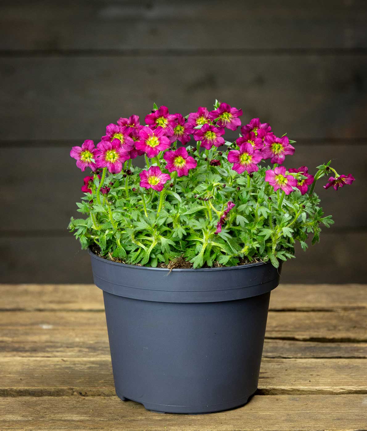 Patjarikko Fuksia R13 - Pukinmäen puutarha