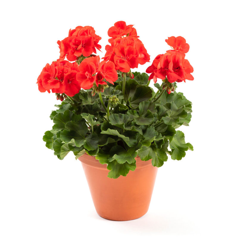 Pelargoni Compact Line PAC® Signal Pikkutaimi - Pukinmäen puutarha