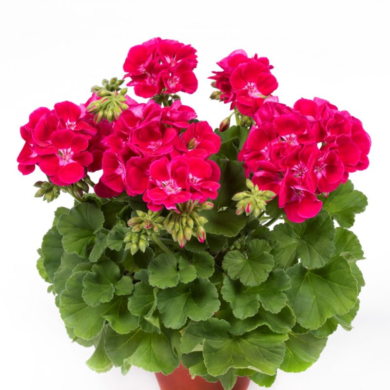Pelargoni PAC® Flower Fairy Red Splash Pikkutaimi - Pukinmäen puutarha