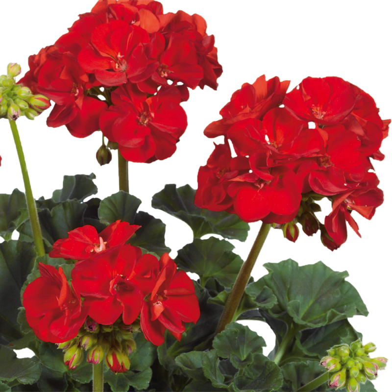 Pelargoni PAC® Victor Pikkutaimi - Pukinmäen puutarha
