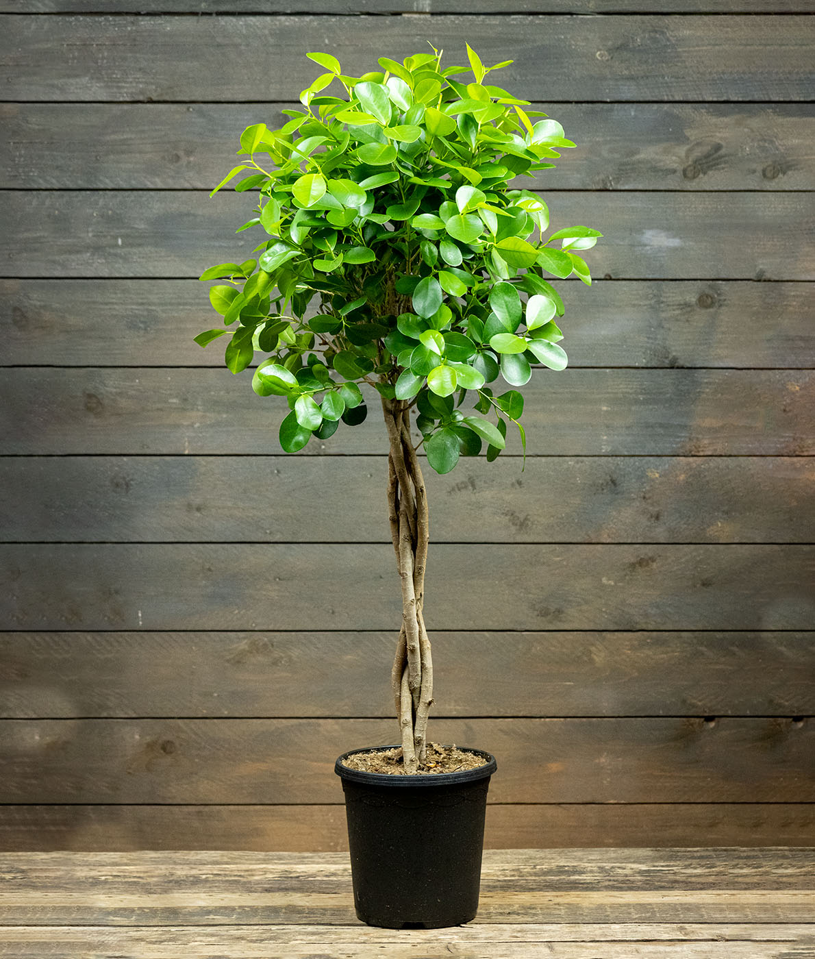 Pitkälehtiviikuna Alii R27 Rungollinen - Pukinmäen puutarha