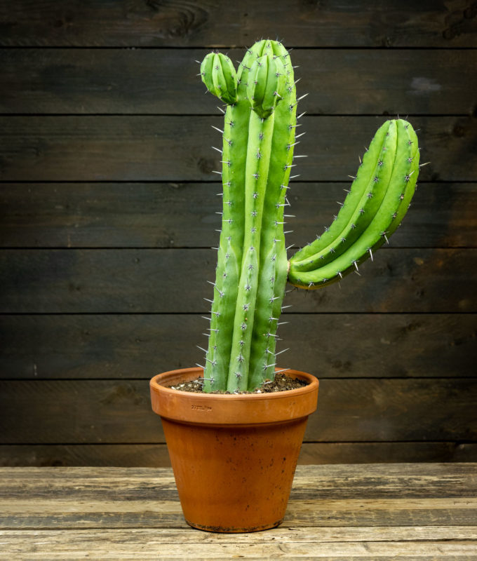 Polaskia Chichipe - Pukinmäen puutarha