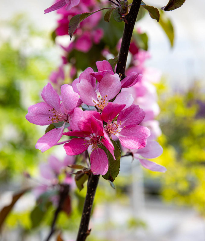 Purppuraomenapuu Wabisca - Pukinmäen puutarha