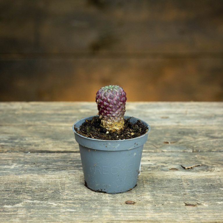 Pyörökaktus Rauschii Violet - Pukinmäen puutarha