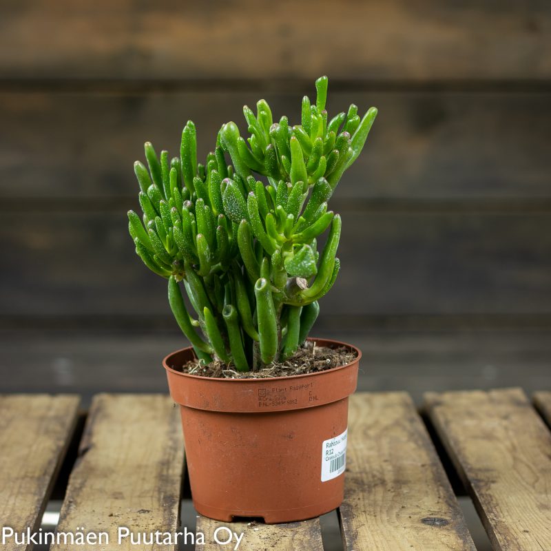 Rahapuu Hobbit - Pukinmäen puutarha