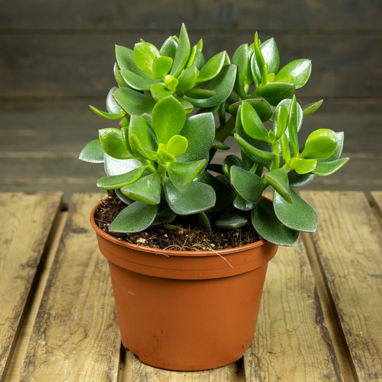 Rahapuu Hulk - Pukinmäen puutarha