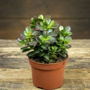 Kultakäenkaali Pinkki - Pukinmäen puutarha