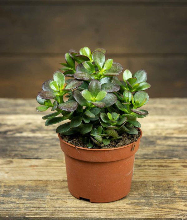 Rahapuu Minor - Pukinmäen puutarha