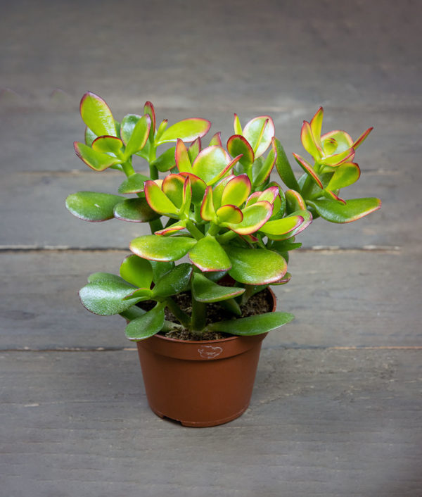 Rahapuu Sunset - Pukinmäen puutarha